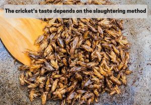 The taste of crickets is impacted by the slaughtering method - EntoMove ...